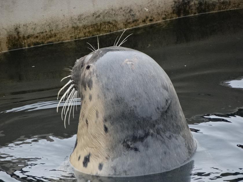 Hel – Fokarium « Zamki Rotmanka