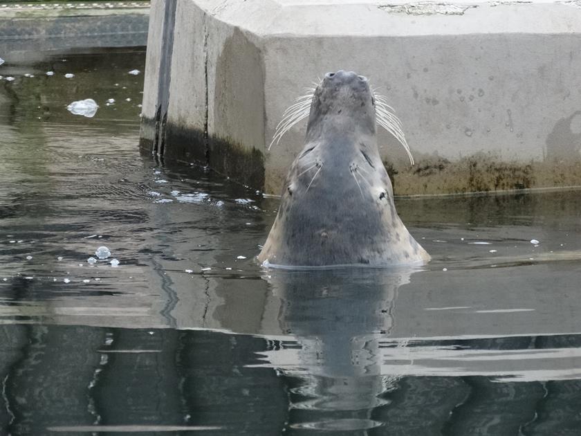 Hel – Fokarium « Zamki Rotmanka