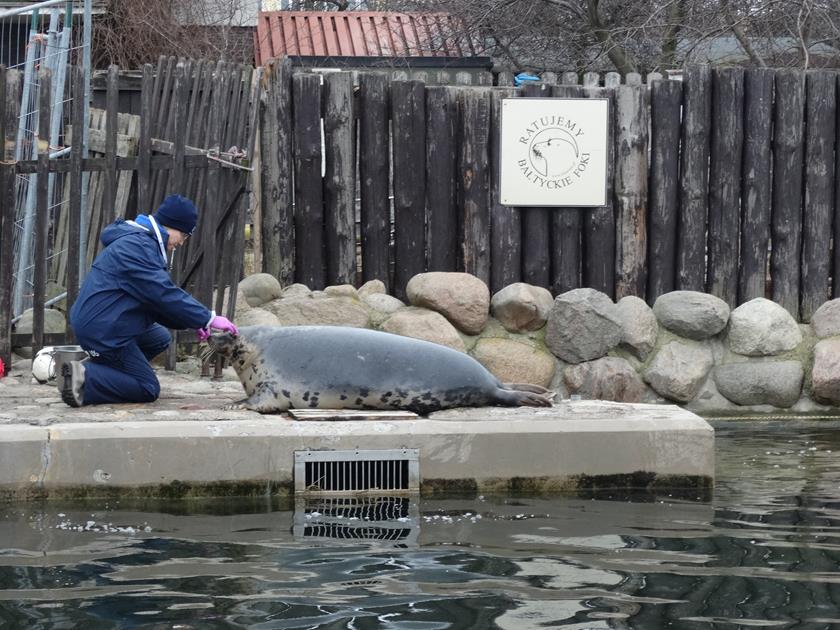 Hel – Fokarium « Zamki Rotmanka