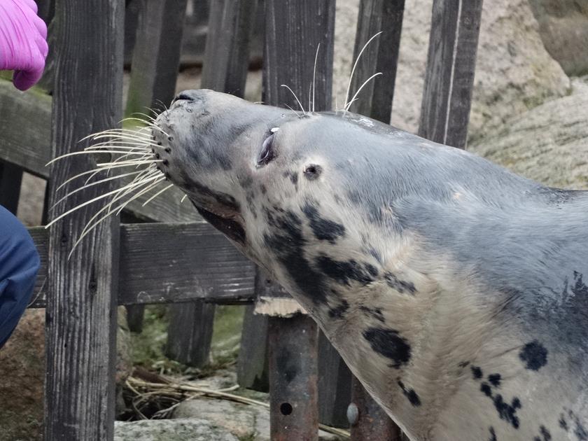 Hel – Fokarium « Zamki Rotmanka